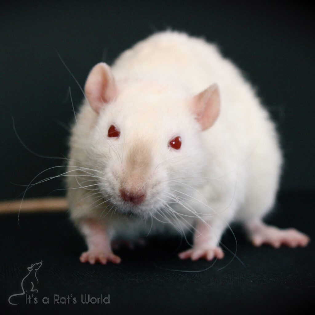 Celebrity Rats: Rats In Literature – Lafeber Co. – Small Mammals