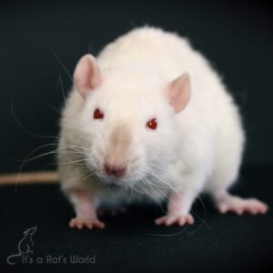 Celebrity Rats: Rats In Literature – Lafeber Co. – Small Mammals