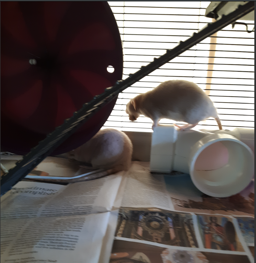 Rat Rescues – Lafeber Co. – Small Mammals