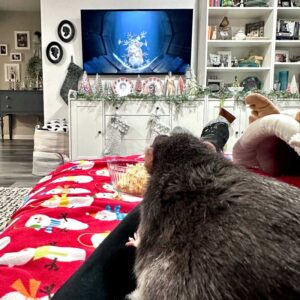 Reviewing Movies About Rats With My Rats – Lafeber Co. – Small Mammals