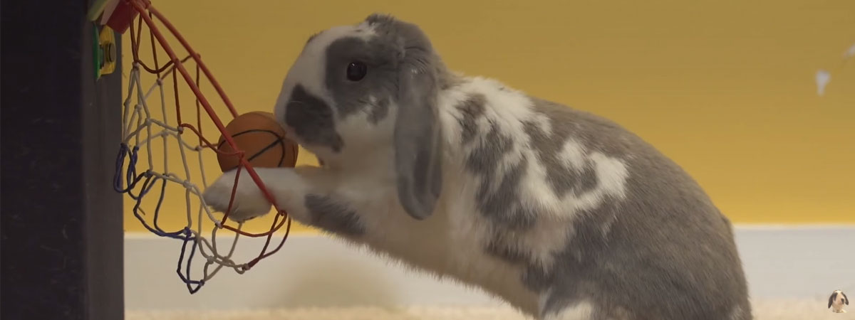 Bini The Bunny Earns A Guinness World Record - Lafeber Co. - Small Mammals