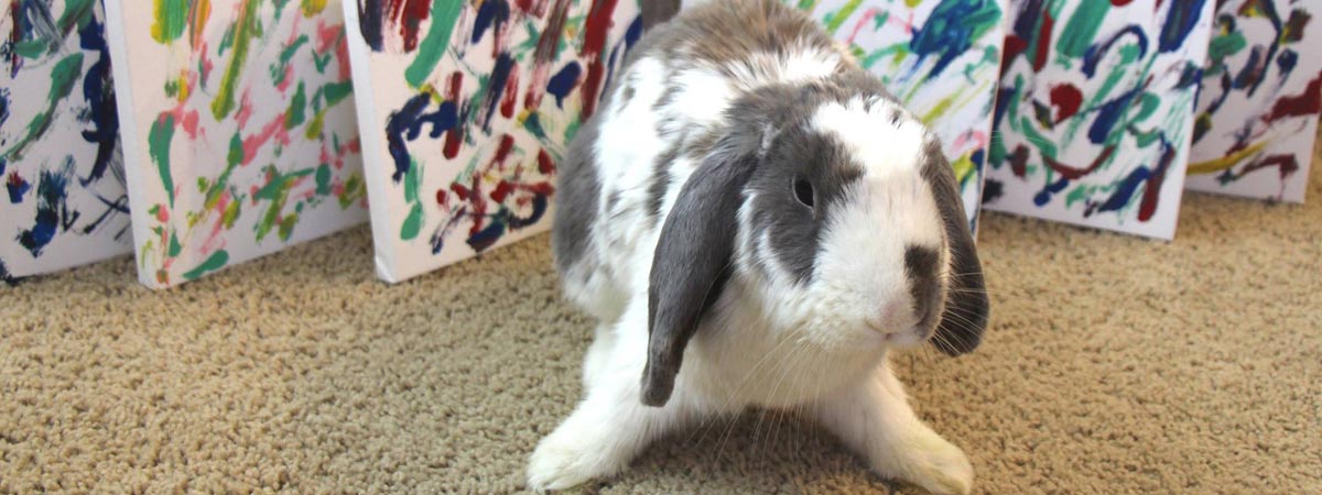 Bini The Bunny's Talents And Adventures Win Fans - Lafeber Co. - Small ...