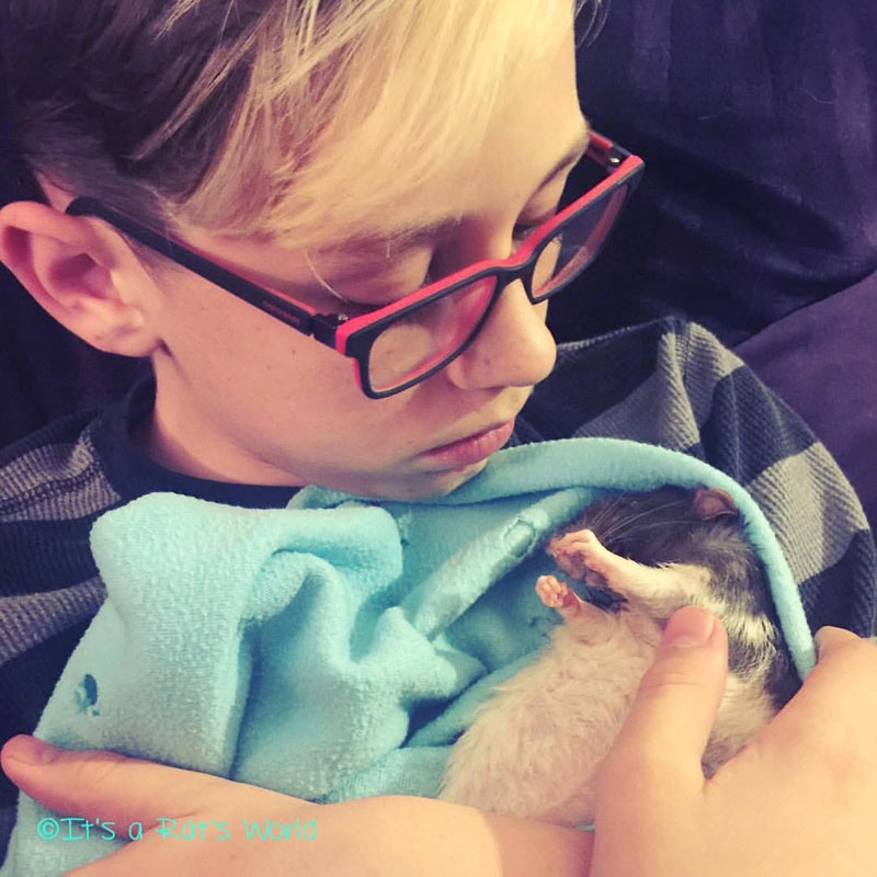 What To Know About Rats As Pets For Children – Lafeber Co. – Small Mammals
