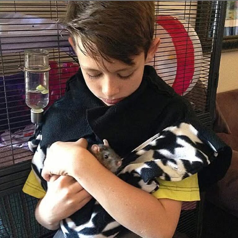 What To Know About Rats As Pets For Children – Lafeber Co. – Small Mammals