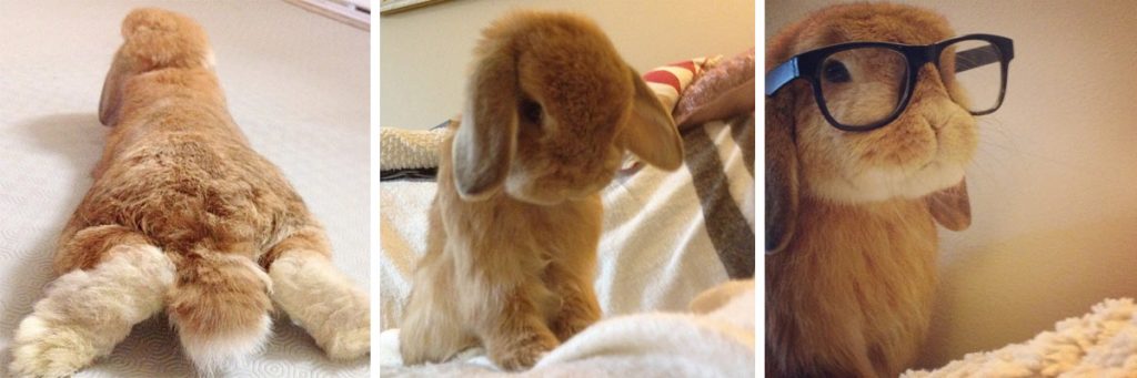 Bunnymama Instagram Proves Bunnies Are Popular – Lafeber Co. – Small ...
