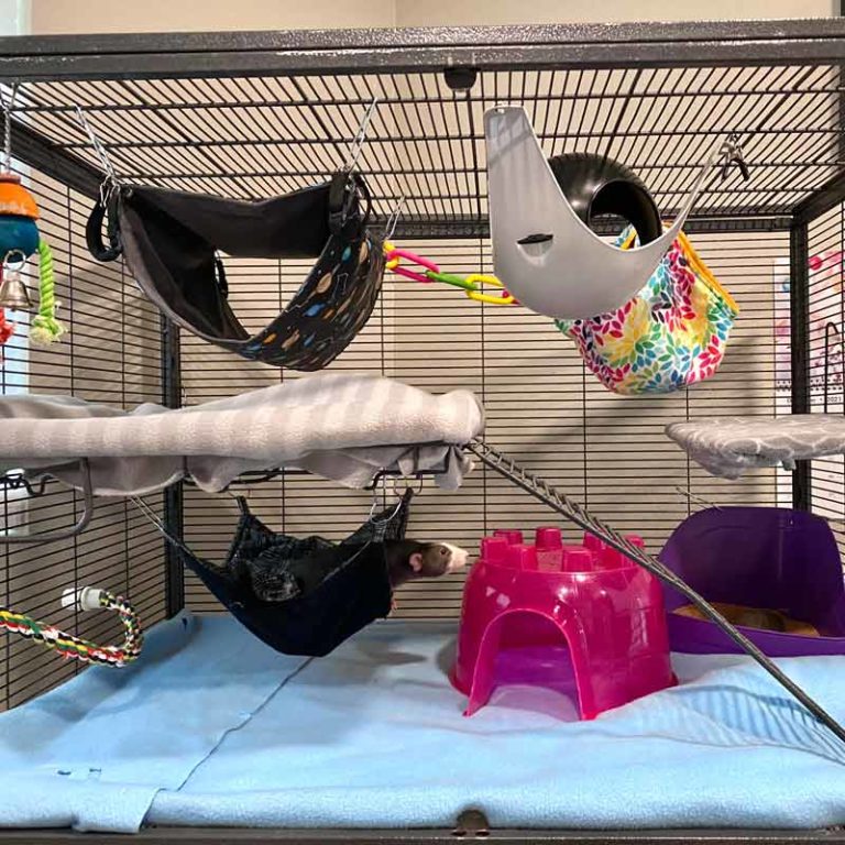 Cage Makeover With Rat Cage Ideas – Lafeber Co. – Small Mammals