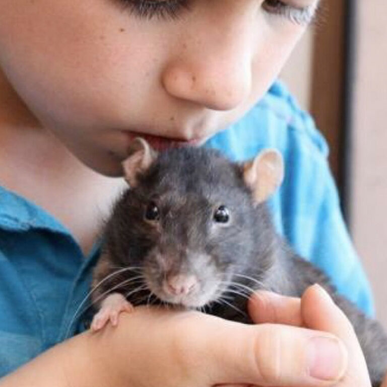 Is A Rat The Right Pet For You? The Pros And Cons Of Having Rats – Lafeber Co. – Small Mammals