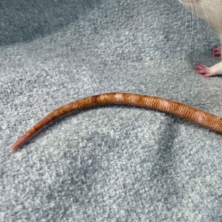 Top Tips For Cleaning Rat Tails - Lafeber Co. - Small Mammals