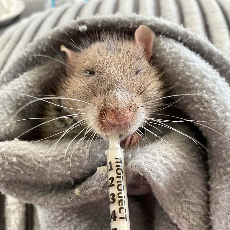 Why Rats Fight And What To Do When It Happens – Lafeber Co. – Small Mammals