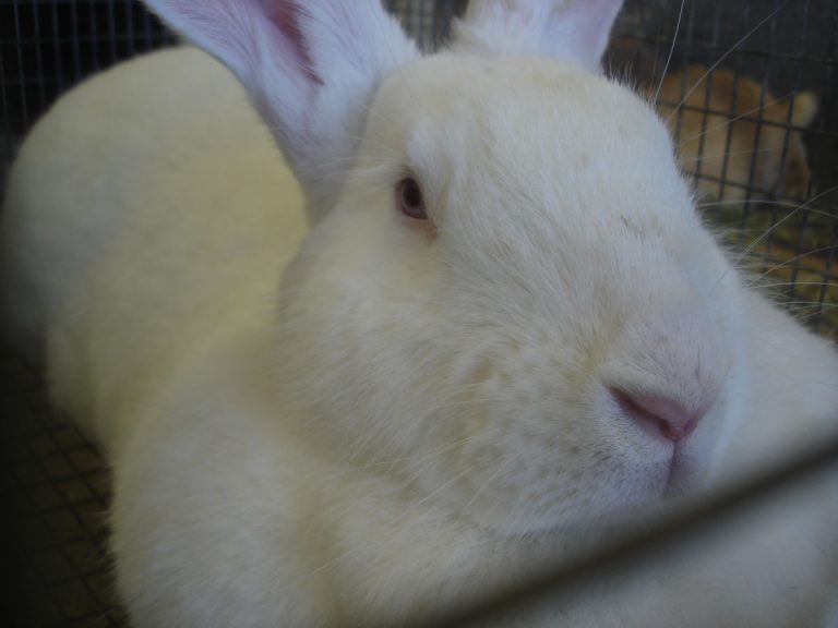 Flemish Giant Rabbit Breed – Lafeber Co. – Small Mammals