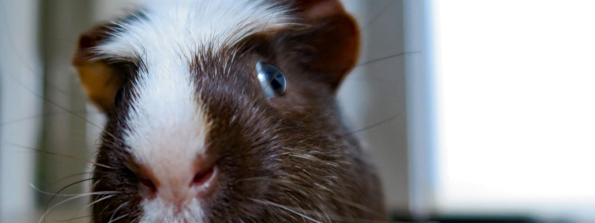 Why Do Guinea Pigs Squeal? - Lafeber Co. - Small Mammals