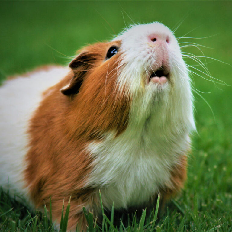 Why Do Guinea Pigs Squeal? – Lafeber Co. – Small Mammals