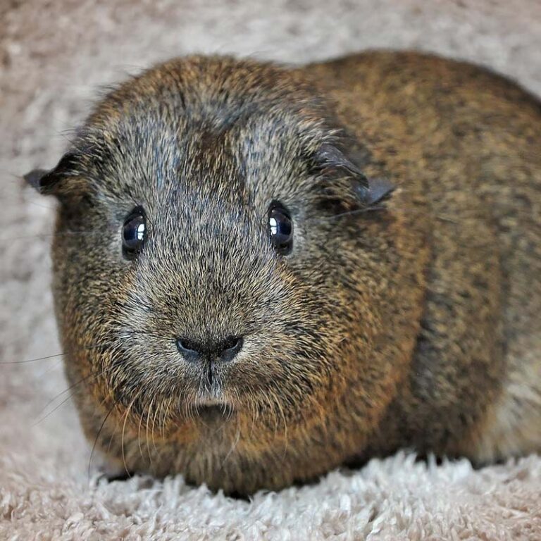 Why Do Guinea Pigs Poop So Much? – Lafeber Co. – Small Mammals