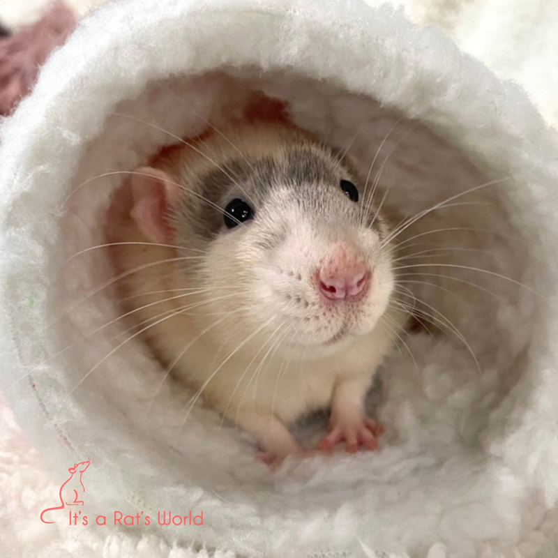 Dealing With A Beloved Pet Rat Death – Lafeber Co. – Small Mammals