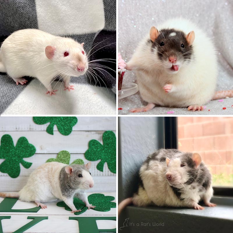 Is My Rat Fat? – Lafeber Co. – Small Mammals