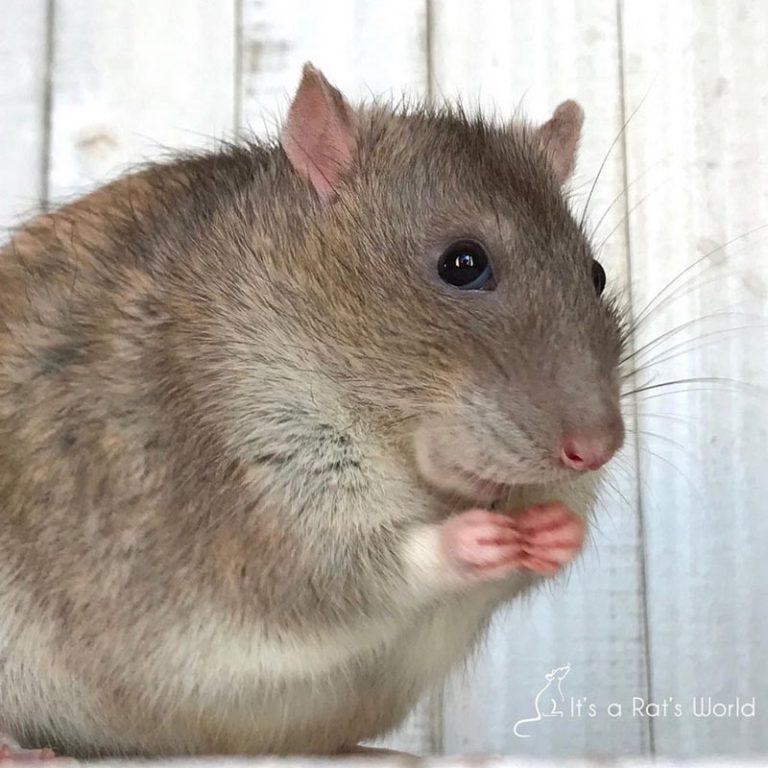 Pet Rats Hiding Food: Personal Experiences – Lafeber Co. – Small Mammals