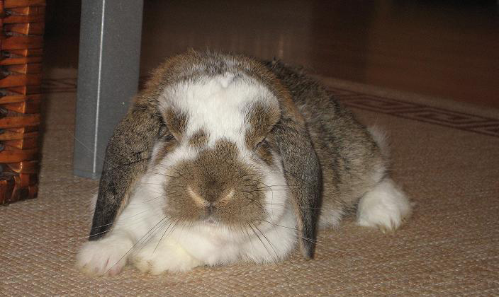 Mini Lop Rabbit Breed – Lafeber Co. – Small Mammals