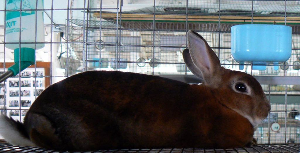 Mini Rex Rabbit Profile – Lafeber Co. – Small Mammals