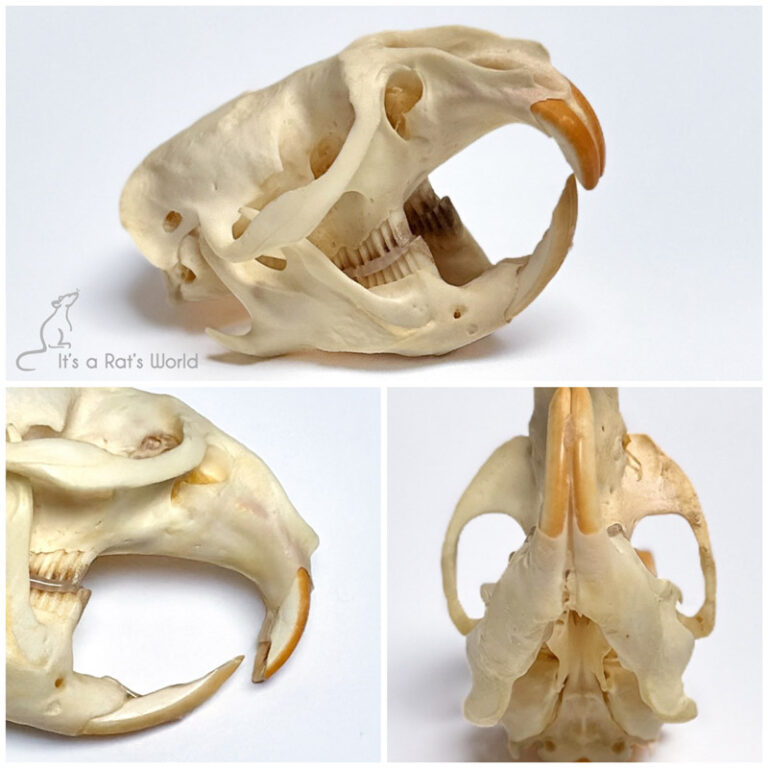 Rat Teeth: What You Need To Know – Lafeber Co. – Small Mammals