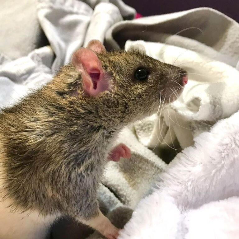 Helping A Scared Pet Rat – Lafeber Co. – Small Mammals