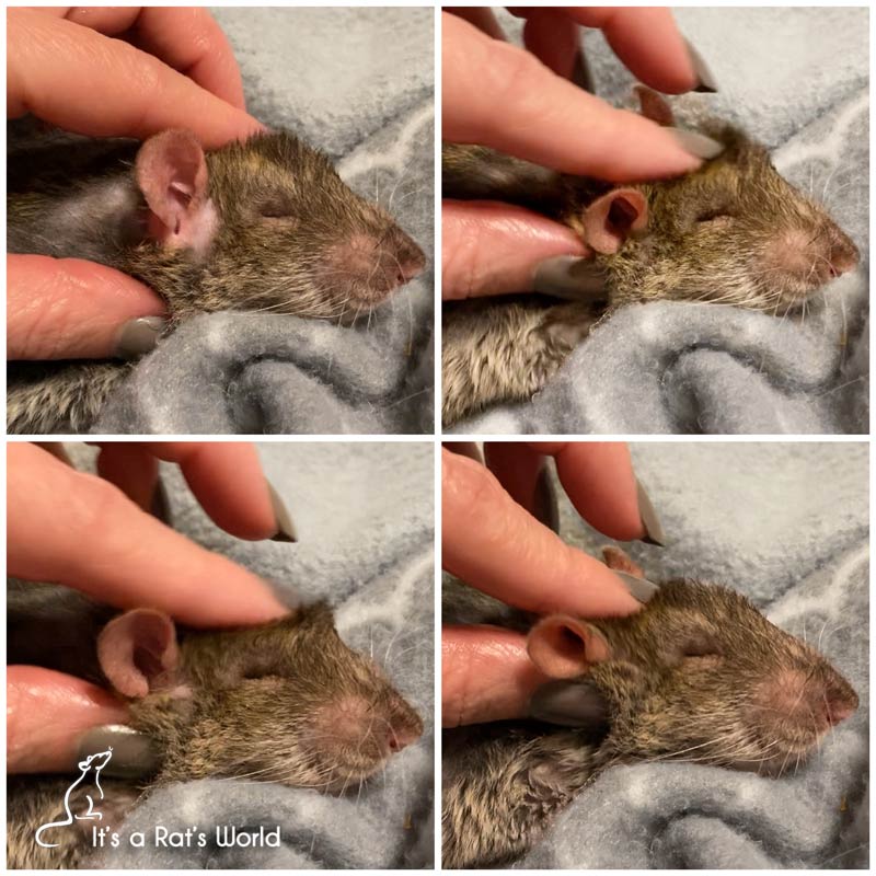How To Pet Your Rats – Lafeber Co. – Small Mammals