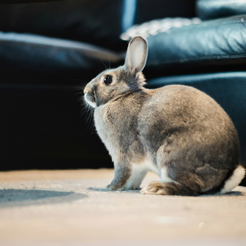 Why Do Rabbits Thump? – Lafeber Co. – Small Mammals