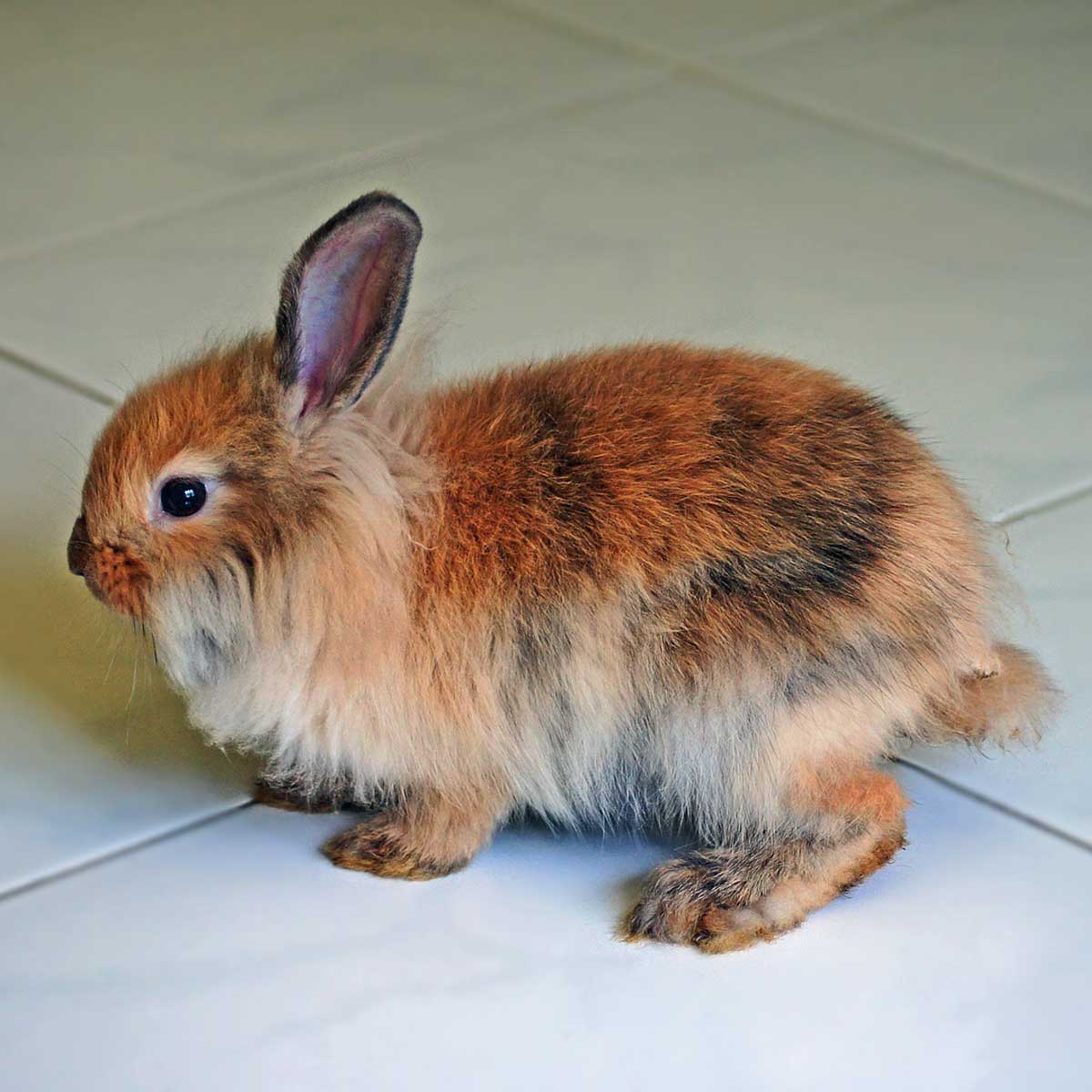 Caring For The Elderly Or Senior Rabbit – Lafeber Co. – Small Mammals