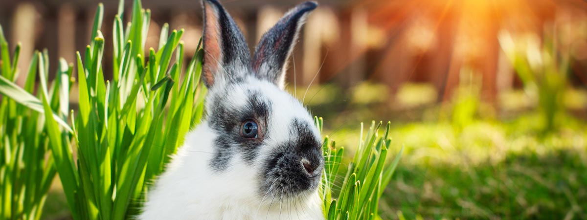 Rabbit Fun- Lafeber Co. - Small Mammals