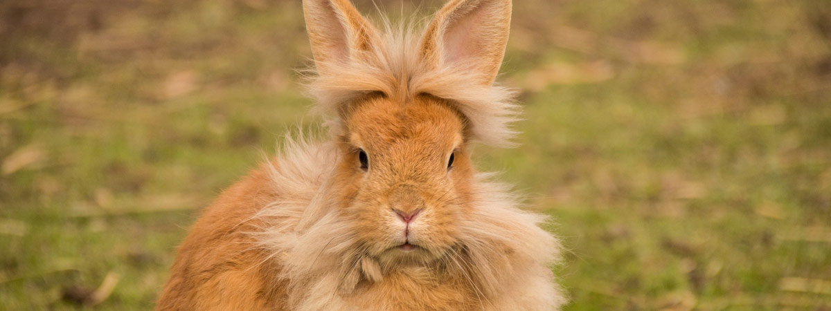 Brown Fluffy Bunnies