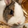 Common Tooth Problems Of Pet Rabbits – Lafeber Co. – Small Mammals