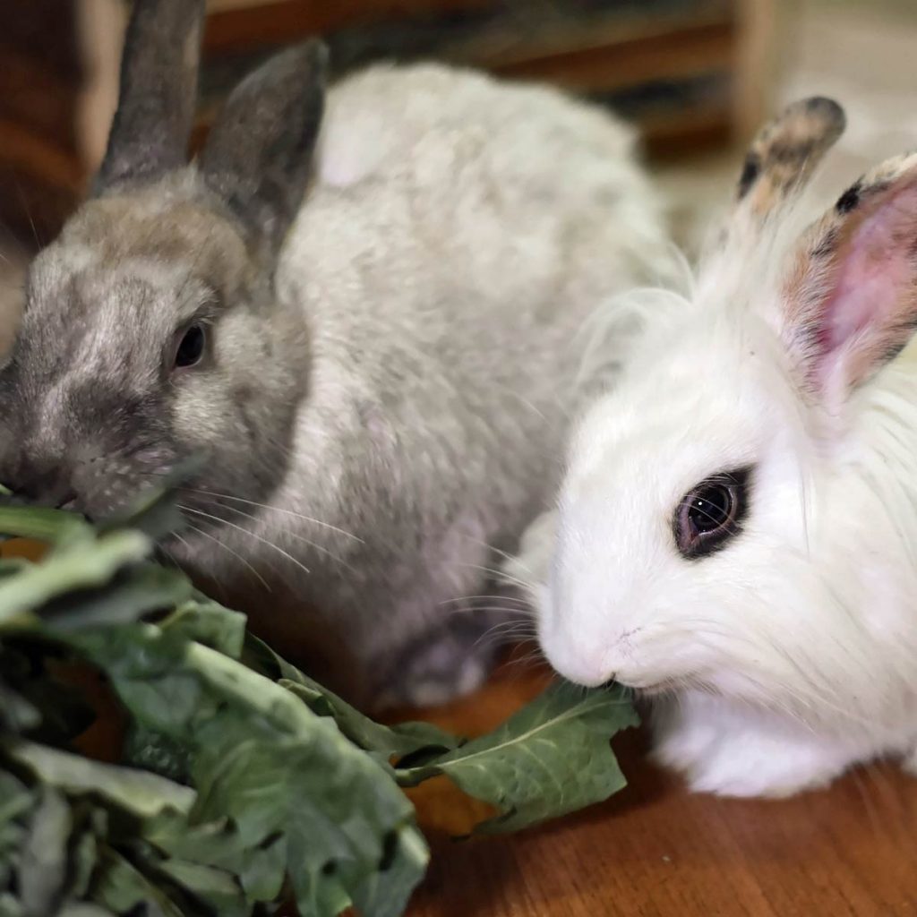 Caring For The Elderly Or Senior Rabbit – Lafeber Co. – Small Mammals