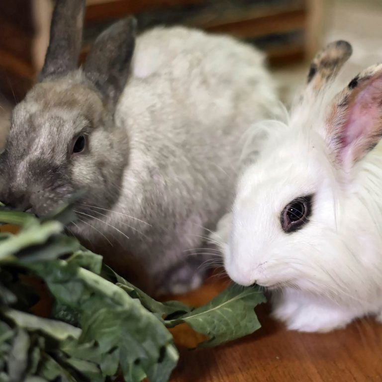 Caring For The Elderly Or Senior Rabbit – Lafeber Co. – Small Mammals
