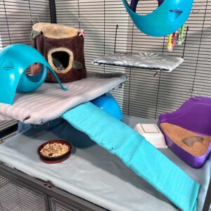 Senior Rats: What To Expect And How To Care For Them – Lafeber Co ...