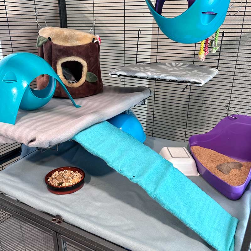 Senior Rats: What To Expect And How To Care For Them – Lafeber Co ...