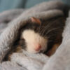 What To Know About Pet Rats And Sleep – Lafeber Co. – Small Mammals