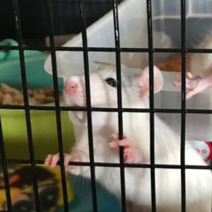 Home Environment: Rats And The Air – Lafeber Co. – Small Mammals