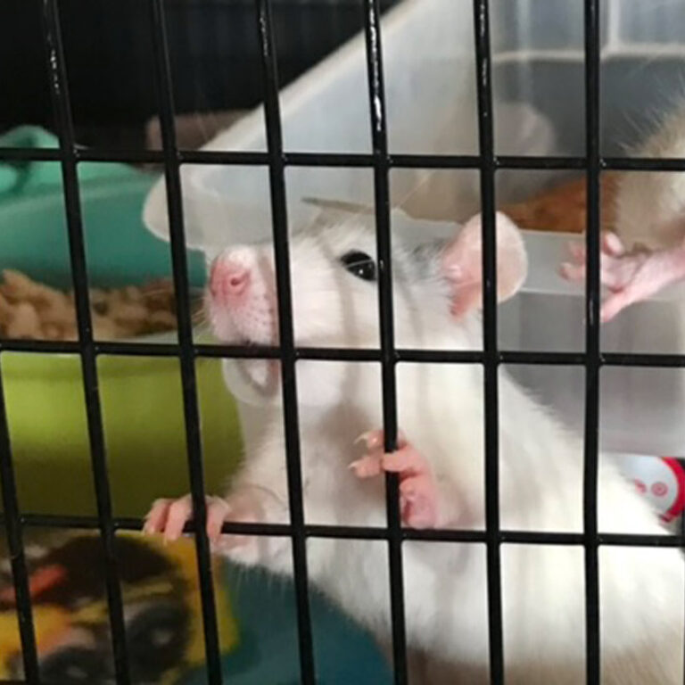 Home Environment: Rats And The Air – Lafeber Co. – Small Mammals
