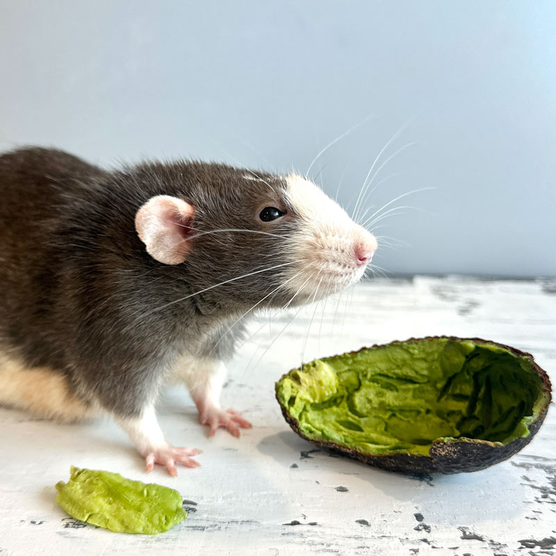 Rat Food Myths: The Facts About Foods To Avoid – Lafeber Co. – Small ...