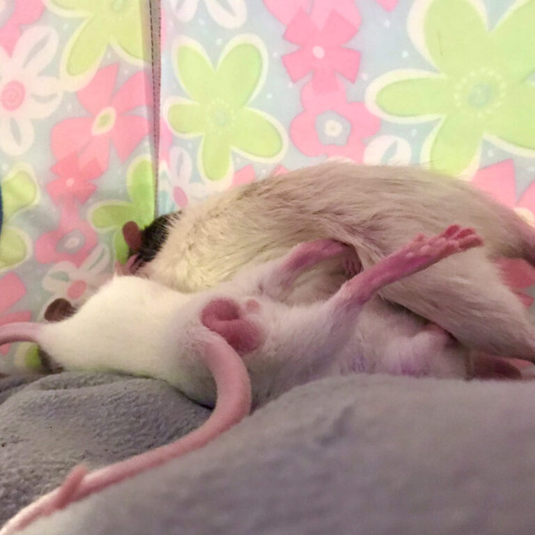 How To Choose Pet Rats – Lafeber Co. – Small Mammals