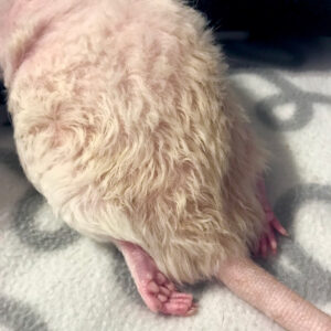 Senior Rats: What To Expect And How To Care For Them – Lafeber Co ...