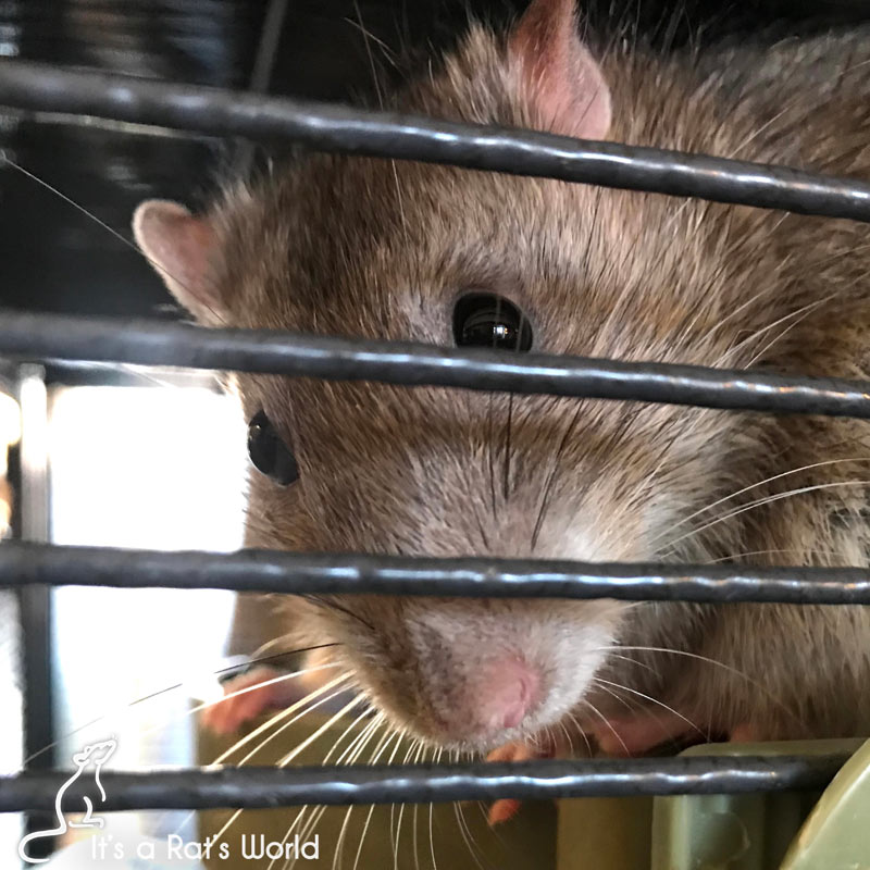 What To Do If Your Rat Escapes Their Cage – Lafeber Co. – Small Mammals