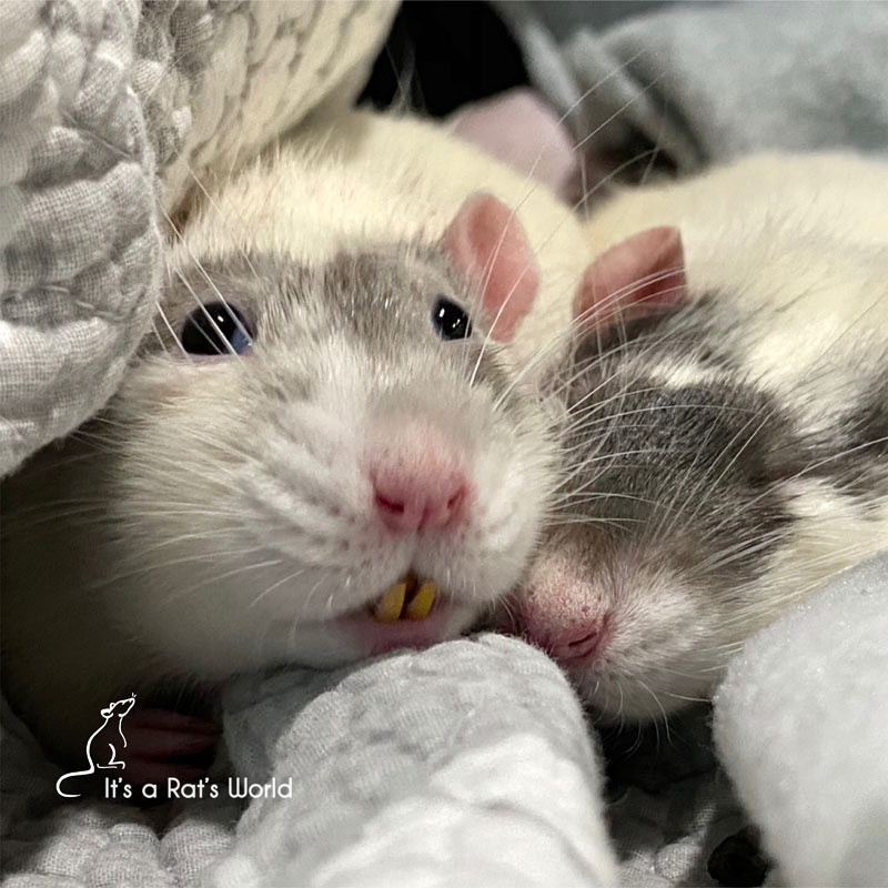 Rat Teeth: What You Need To Know – Lafeber Co. – Small Mammals