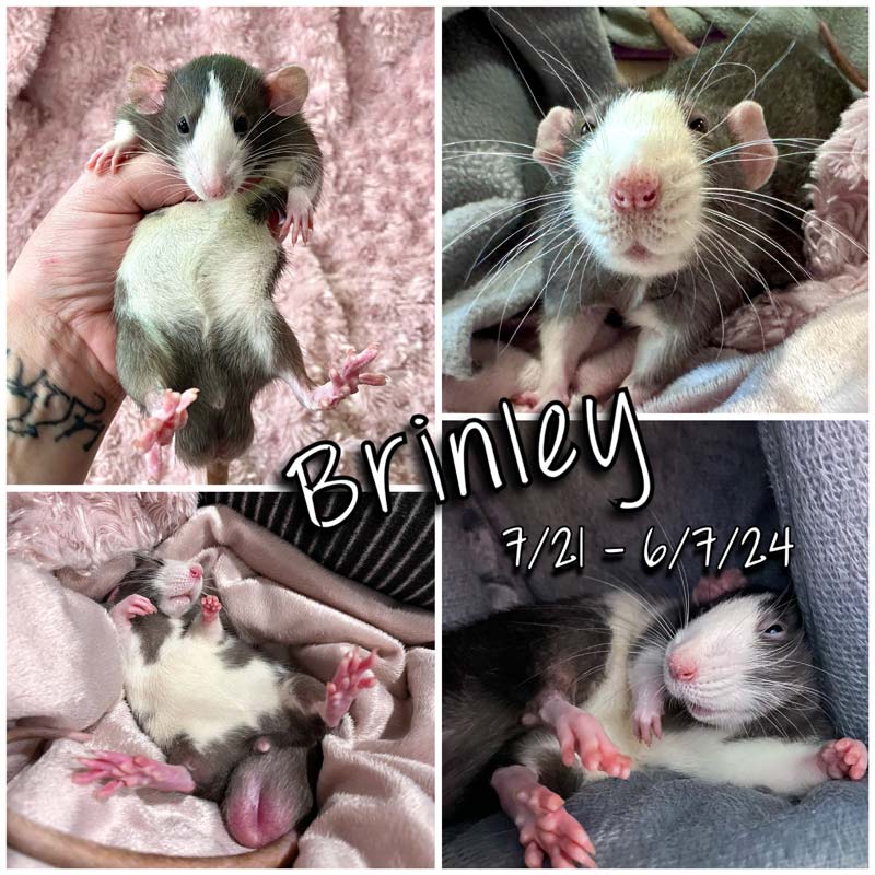 The Remarkable Things I Miss About My Rats – Lafeber Co. – Small Mammals