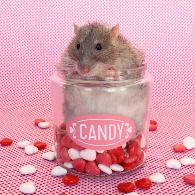 Is My Rat Fat? – Lafeber Co. – Small Mammals