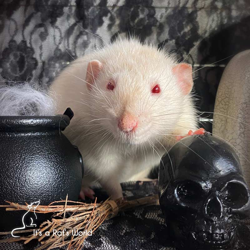 Celebrating Halloween With Rats – Lafeber Co. – Small Mammals