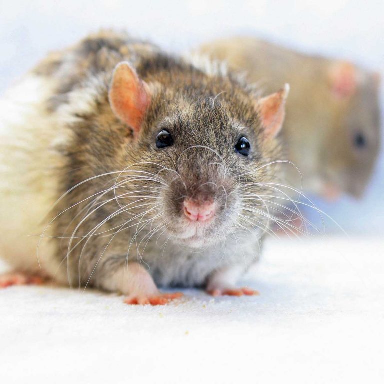 The Name Game: Choosing Rat Names – Lafeber Co. – Small Mammals