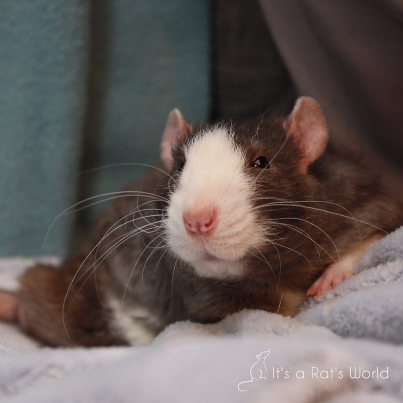 Celebrity Rats: Rats In Literature – Lafeber Co. – Small Mammals