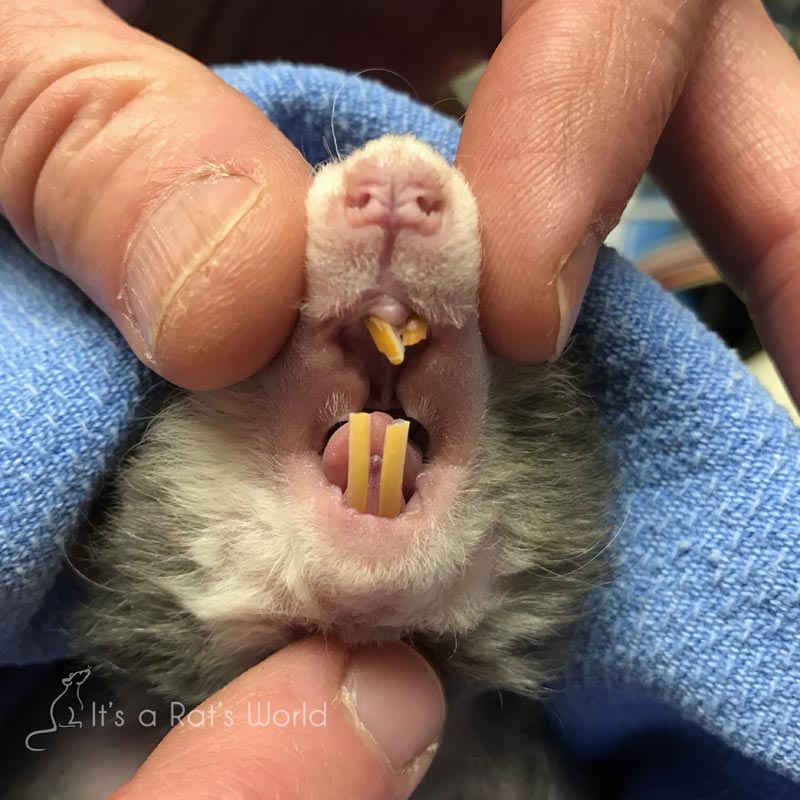 Rat Teeth: What You Need To Know – Lafeber Co. – Small Mammals