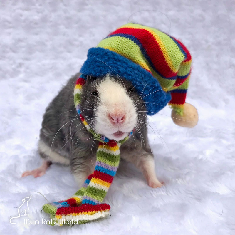 A Few Of My Favorite Rat Photos – Lafeber Co. – Small Mammals