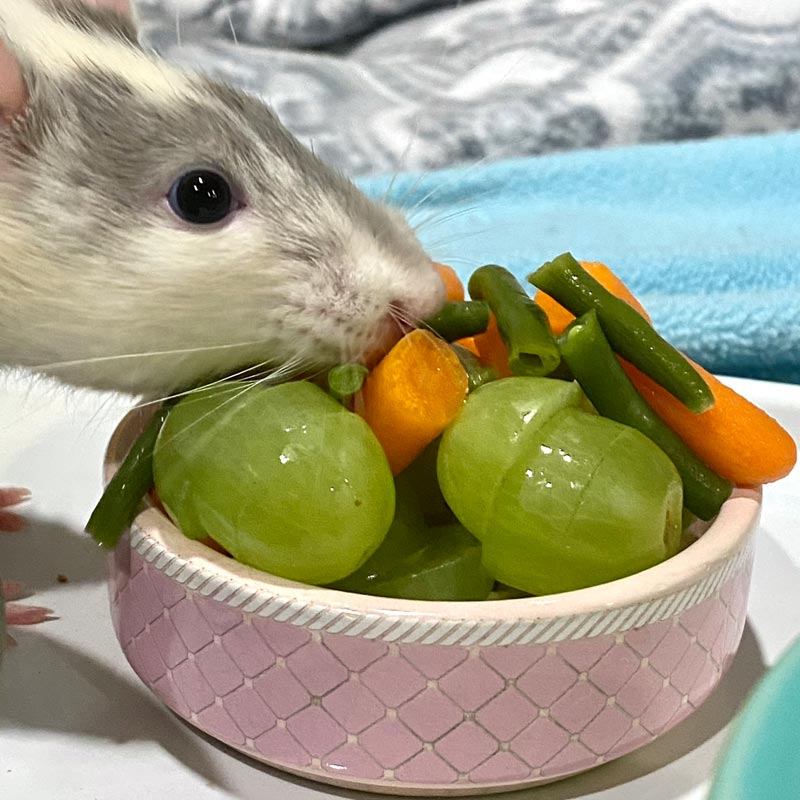 Is My Rat Fat? – Lafeber Co. – Small Mammals